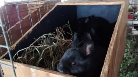 Champagne d'Argent: The Color Changing Rabbit - Homestead Rabbits