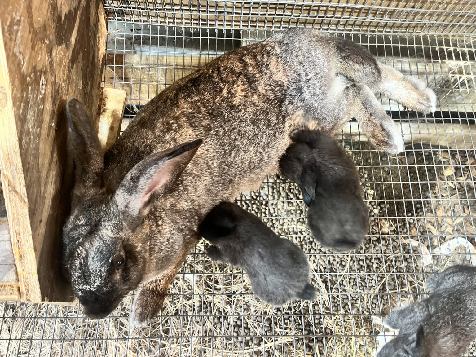 The Pros & Cons of TAMUK Rabbits: Are They Right for Your Homestead ...