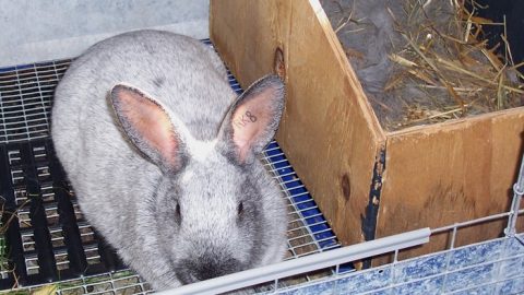 Breeding Meat Rabbits: From Pairing to Fryers - Homestead Rabbits