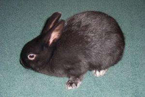 Champagne d'Argent: The Color Changing Rabbit - Homestead Rabbits