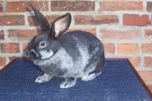 Champagne d'Argent: The Color Changing Rabbit - Homestead Rabbits