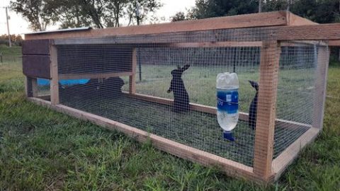 The Best Rabbit Tractor for Homesteaders - Homestead Rabbits