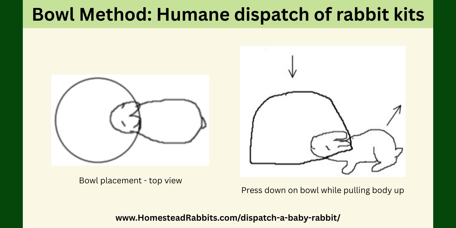 How to Humanely Dispatch a Baby Rabbit - Homestead Rabbits