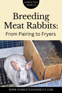 Breeding Meat Rabbits: From Pairing to Fryers - Homestead Rabbits