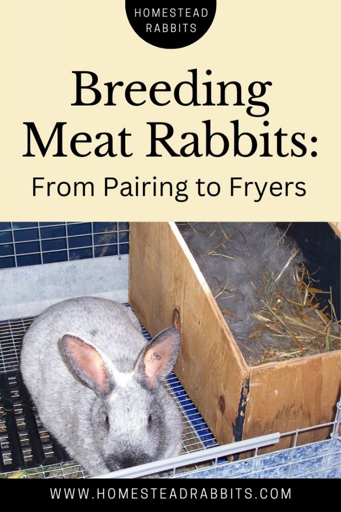Breeding Meat Rabbits: From Pairing to Fryers - Homestead Rabbits