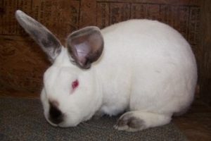 Raise Meat Rabbits: Quick Start Guide - Homestead Rabbits