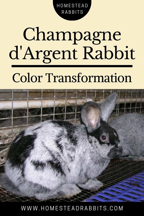 Champagne d'Argent: The Color Changing Rabbit - Homestead Rabbits