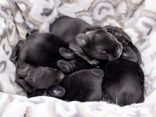 Champagne d'Argent: The Color Changing Rabbit - Homestead Rabbits