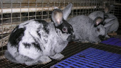 Champagne d'Argent: The Color Changing Rabbit - Homestead Rabbits