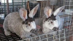 Champagne d'Argent: The Color Changing Rabbit - Homestead Rabbits