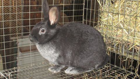 Champagne d'Argent: The Color Changing Rabbit - Homestead Rabbits