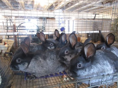Champagne d'Argent: The Color Changing Rabbit - Homestead Rabbits