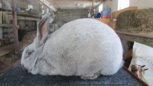 Champagne d'Argent: The Color Changing Rabbit - Homestead Rabbits