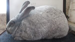 Champagne d'Argent: The Color Changing Rabbit - Homestead Rabbits