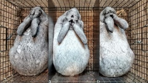 Raise Meat Rabbits: Quick Start Guide - Homestead Rabbits