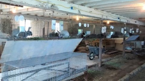 Raise Meat Rabbits: Quick Start Guide - Homestead Rabbits