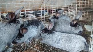 Commercial Meat Rabbit Growth Rates - Homestead Rabbits