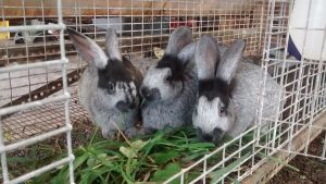 Champagne d'Argent: The Color Changing Rabbit - Homestead Rabbits