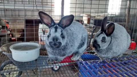 Champagne d'Argent: The Color Changing Rabbit - Homestead Rabbits