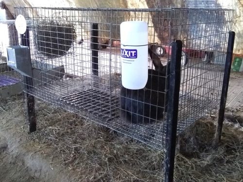 Raise Meat Rabbits: Quick Start Guide - Homestead Rabbits