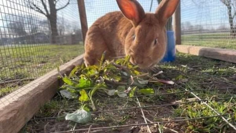 The Best Rabbit Tractor for Homesteaders - Homestead Rabbits