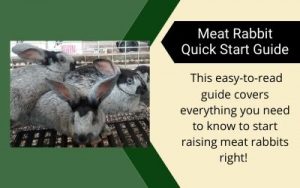 DIY Printable Rabbitry Records Binder - Homestead Rabbits