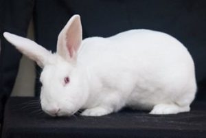 Raise Meat Rabbits: Quick Start Guide - Homestead Rabbits