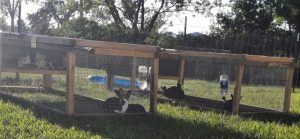 The Best Rabbit Tractor for Homesteaders - Homestead Rabbits