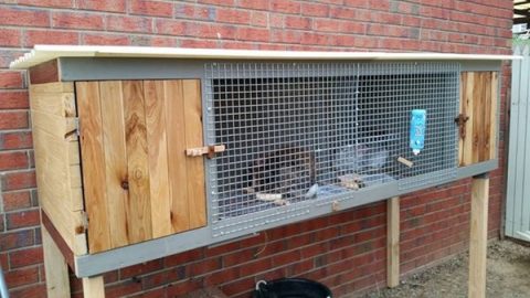 Raise Meat Rabbits: Quick Start Guide - Homestead Rabbits