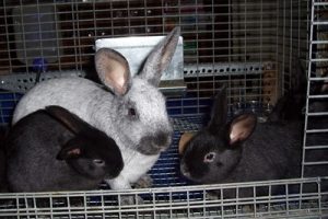 Meat Rabbit Info - Homestead Rabbits