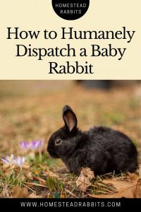 How to Humanely Dispatch a Baby Rabbit - Homestead Rabbits