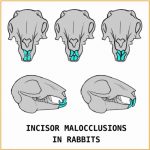 Raise Meat Rabbits: Quick Start Guide - Homestead Rabbits