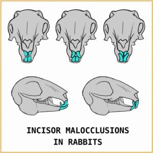 Raise Meat Rabbits: Quick Start Guide - Homestead Rabbits