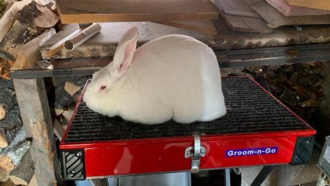 Posing Commercial Breed Meat Rabbits - Homestead Rabbits